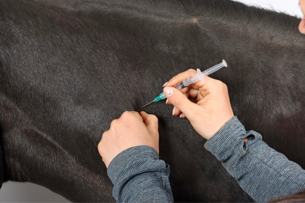 Equine Vaccinations | Prescott Animal Hospital Equine Center