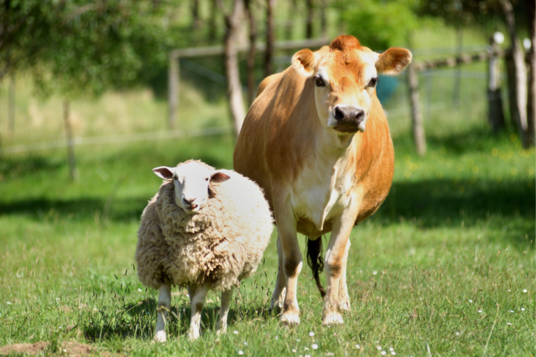 Welcome to Prescott Animal Hospital & Equine Center